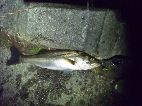 【color of tetsu】 冬到来？