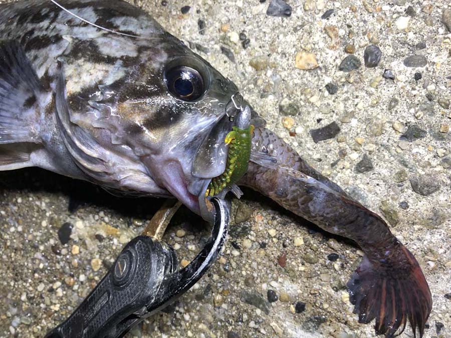 Pure Fishing Japan SaltWater BLOG】 釣れ過ぎ警報発令中 Pure Fishing Japan SaltWater BLOG】 釣れ過ぎ警報発令中